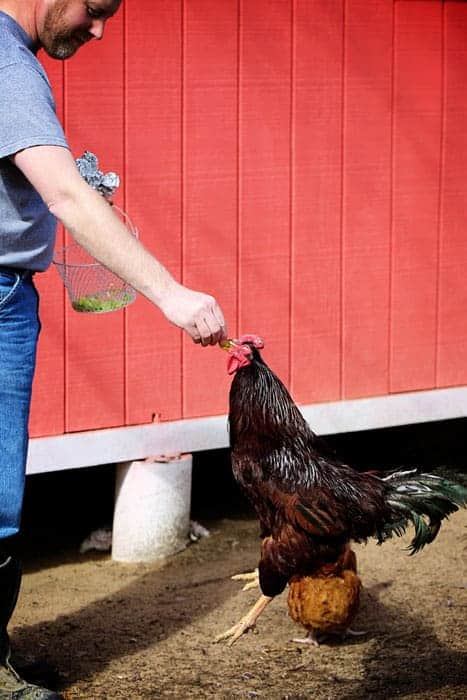 Jumping Chickens - I Am Homesteader